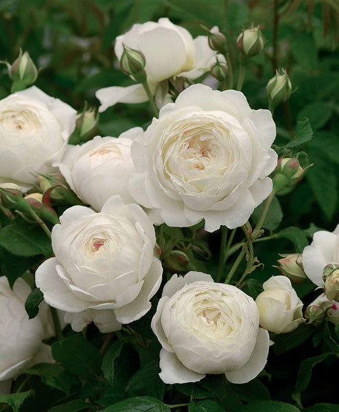 8 Lessons From Rose's Perennial Beauty – ANATO